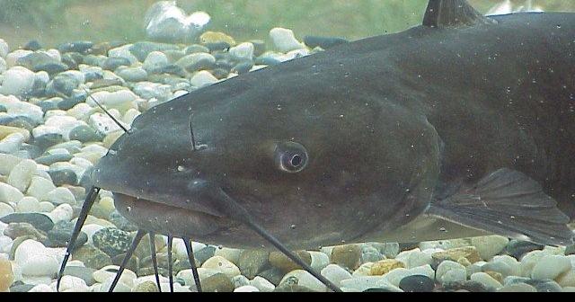 Catfish Controversy in Kentucky waters | News from WDRB | wdrb.com