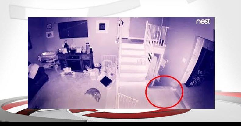 New York home security camera catches a 'ghost' with 'pet' | Morning ...