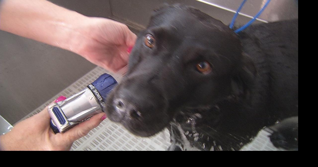 Guide dogs for the blind treated to pampering and 'pawdicures ...