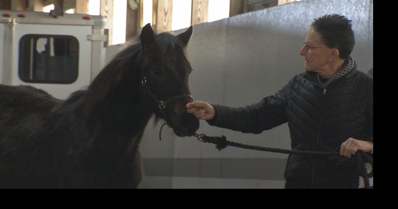 Knox, colt rescued from eastern Kentucky horse shooting attack, gets ...