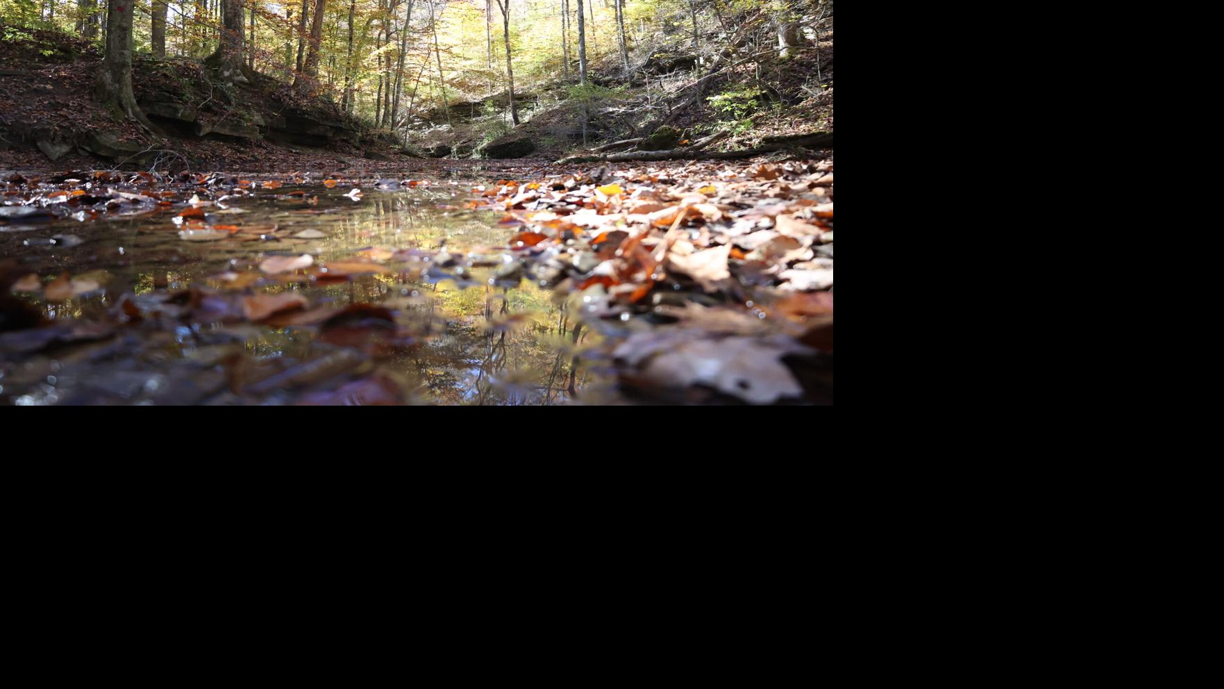 Bernheim Forest expands hours for spring | Local News | wdrb.com
