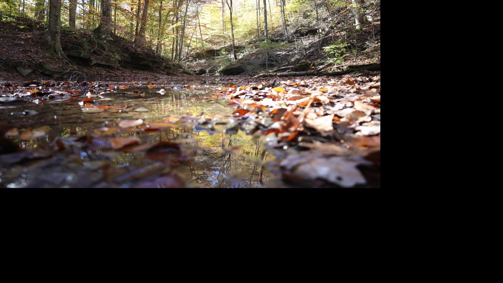 Bernheim Forest expands hours for spring | Local News | wdrb.com