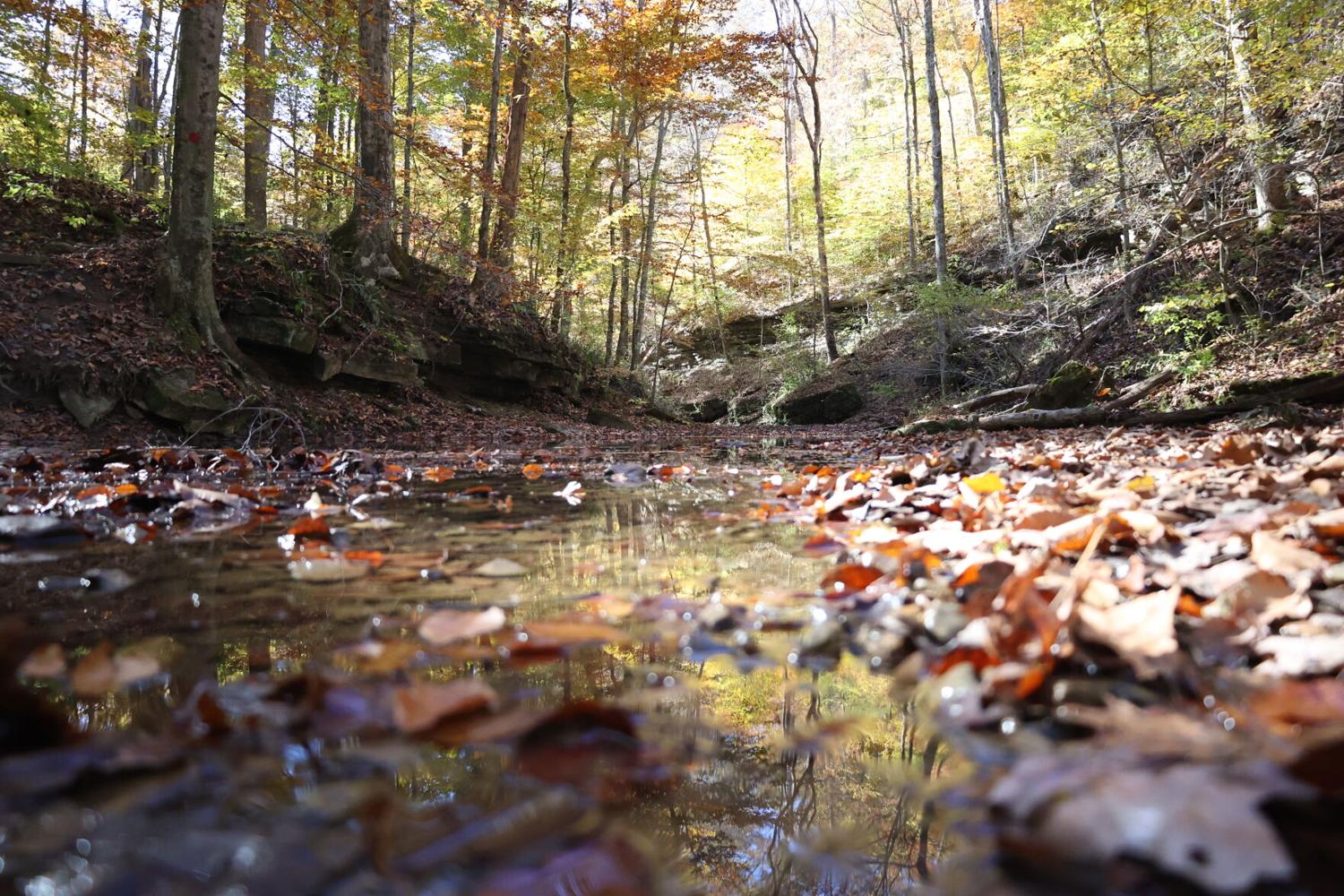 Bernheim Forest picked in Southern Living's '25 Places to Go in 2025 ...