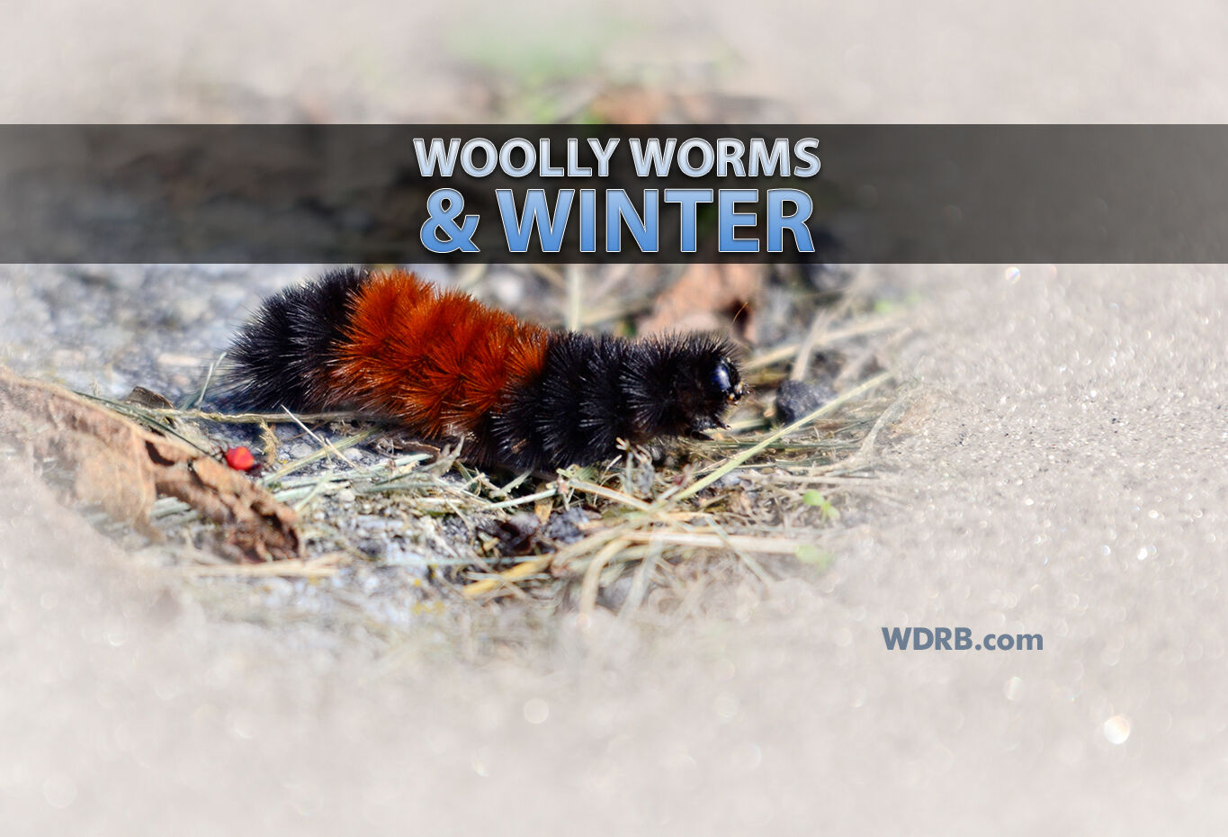 WOOLLY WORMS: What Do They Indicate For The Upcoming Winter Season ...