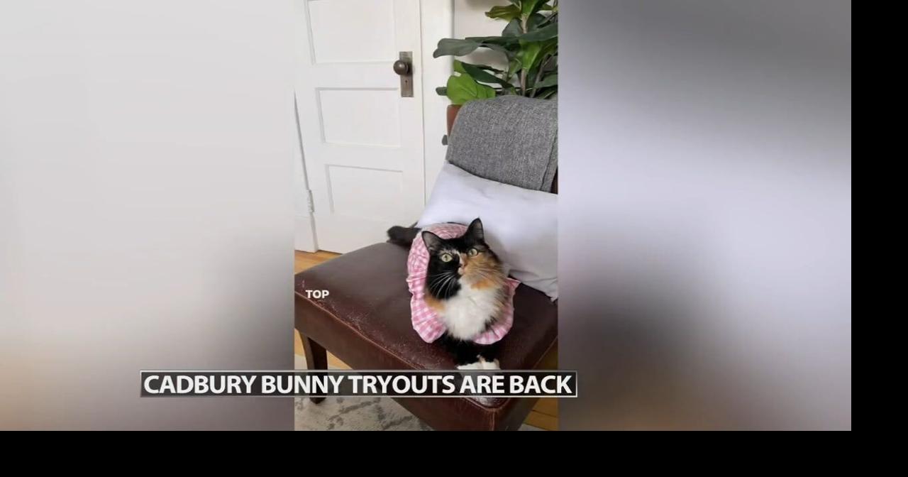 Cadbury bunny tryouts are back | | wdrb.com