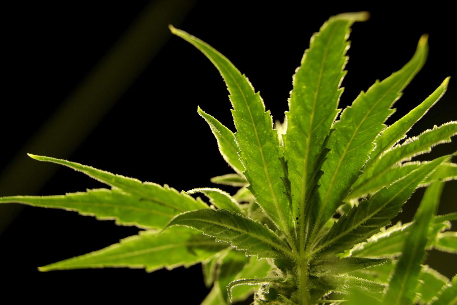 Medical marijuana dispensaries open this week in Louisville and ...