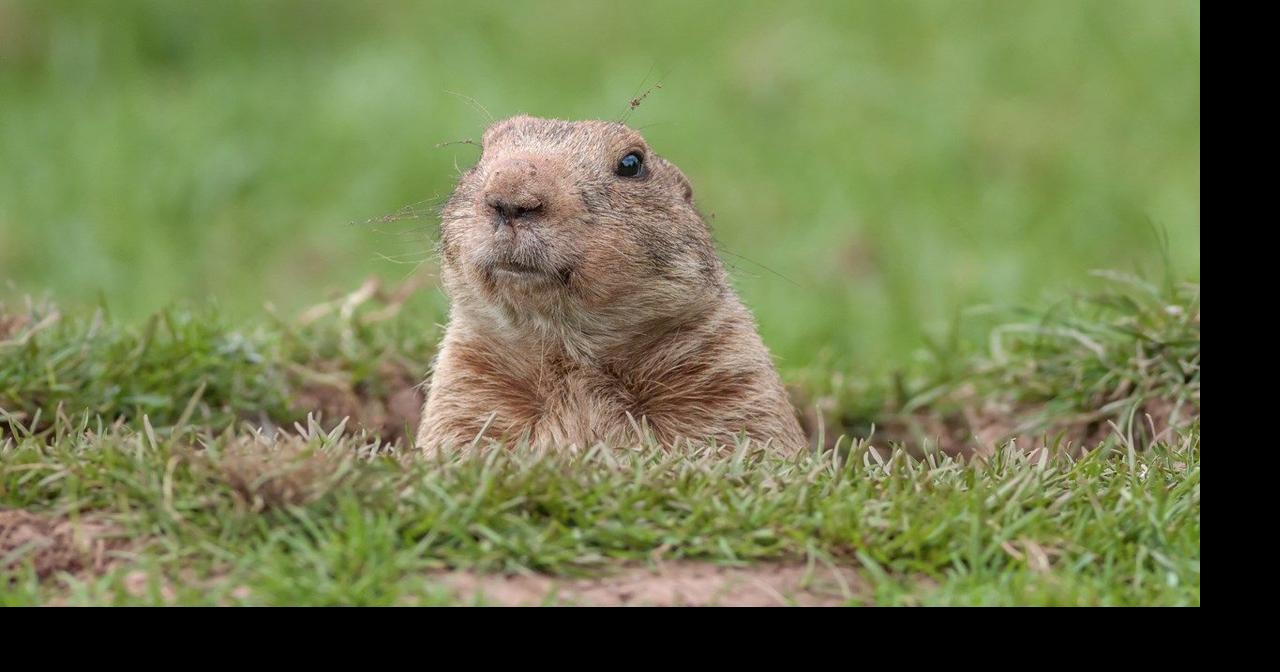 OPINION | 3 reasons meteorologists hate groundhogs | Local News | wdrb.com