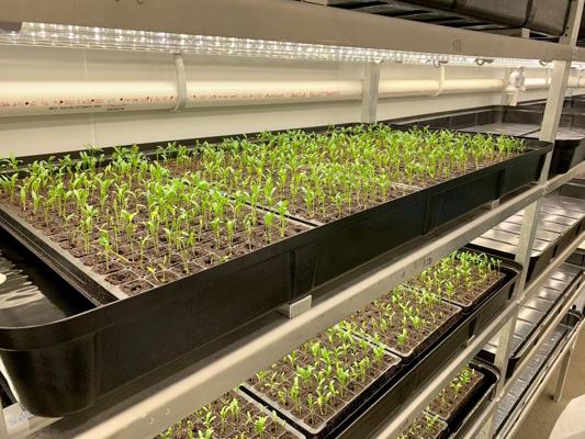 Urban farming startup Square Roots abruptly shutters Shepherdsville, Ky ...