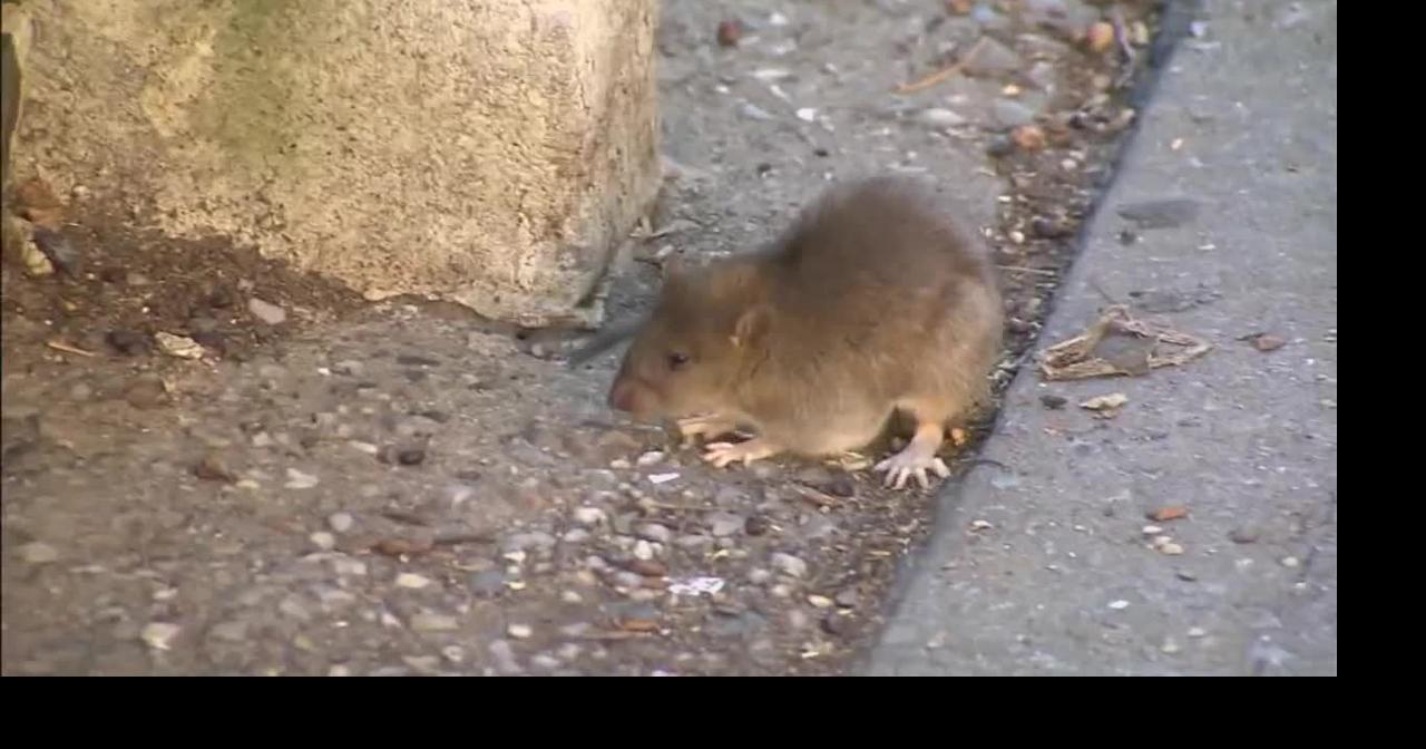 Study: rising temperatures contributing to increasing rat population ...