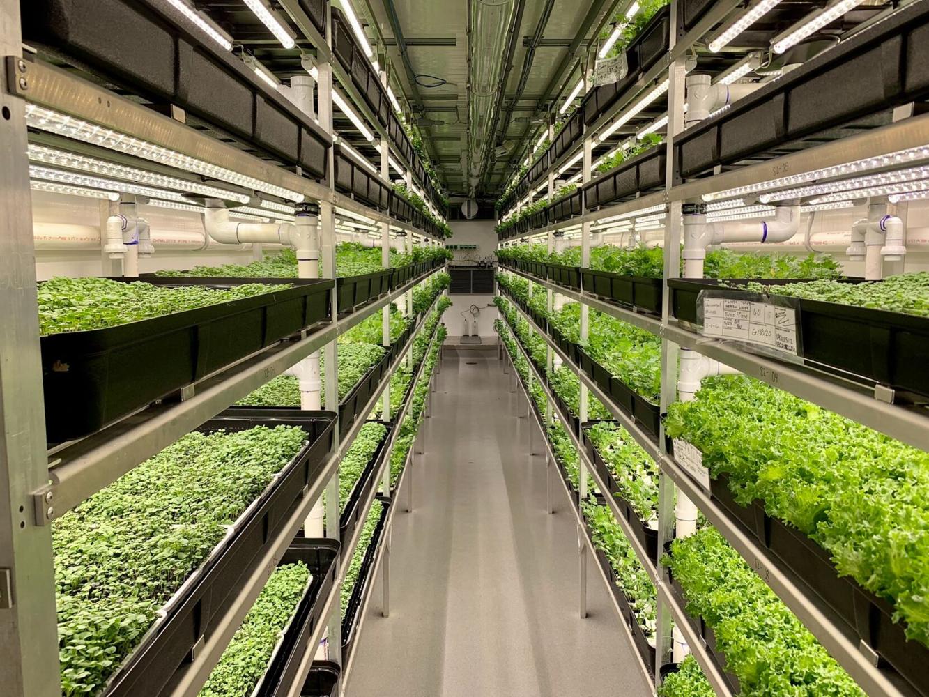 Urban farming startup Square Roots abruptly shutters Shepherdsville, Ky ...