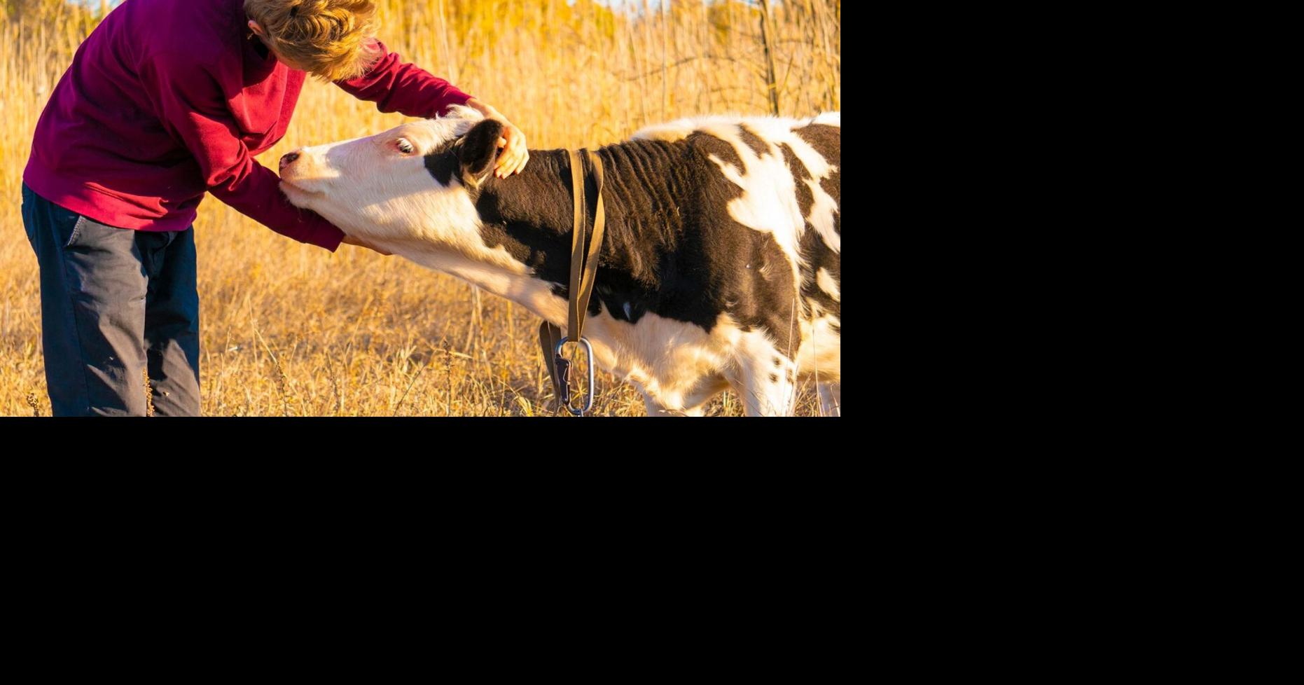 Cow-hugging, an alleged wellness fad, has people cuddling farm animals ...