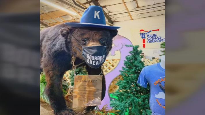 Kentucky's infamous 'Cocaine Bear' to get big screen attention | Crime ...
