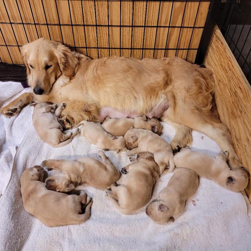Louisville dog rescue asking for help after taking in dozens of dogs ...