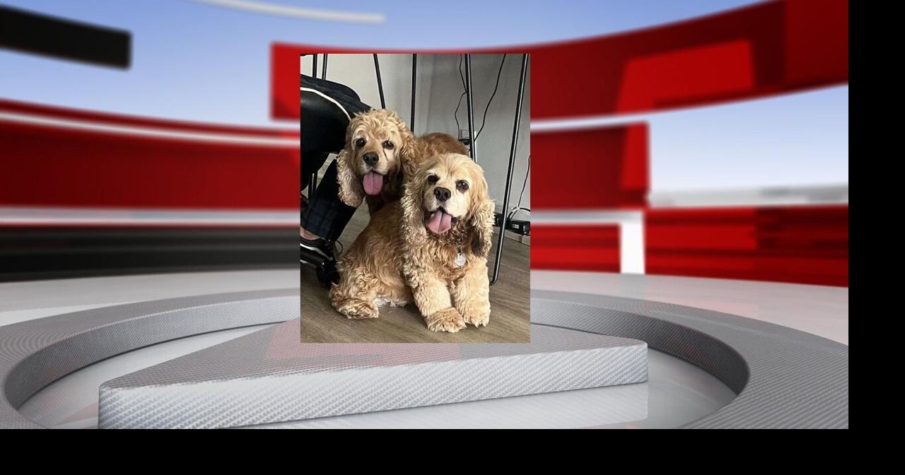 Former LMAS employee cited for neglect after dogs in her care found in ...