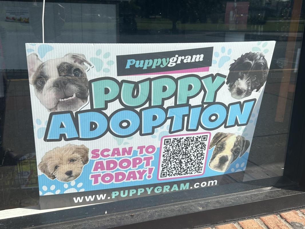 Pet store closure in Louisville tied to crackdown on puppy mill ...