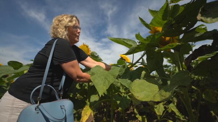 Shelbyville's Gallrein Farms hosting Sunflower & Corn Festival this ...