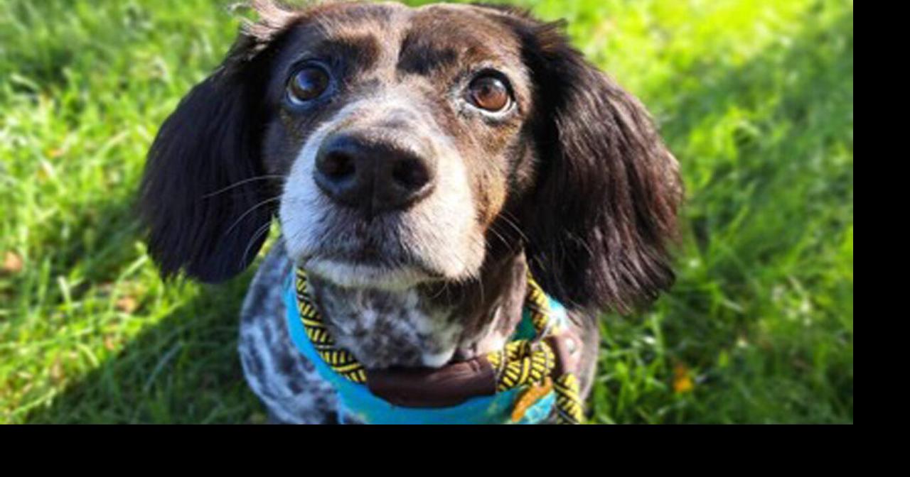Kentucky Humane Society gets $10,000 grant to help keep old dogs out of ...