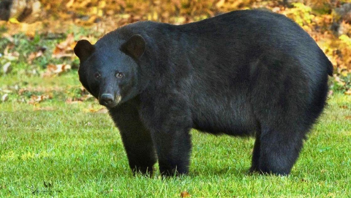 Wildlife officials say black bear spotted in Prospect area could be ...