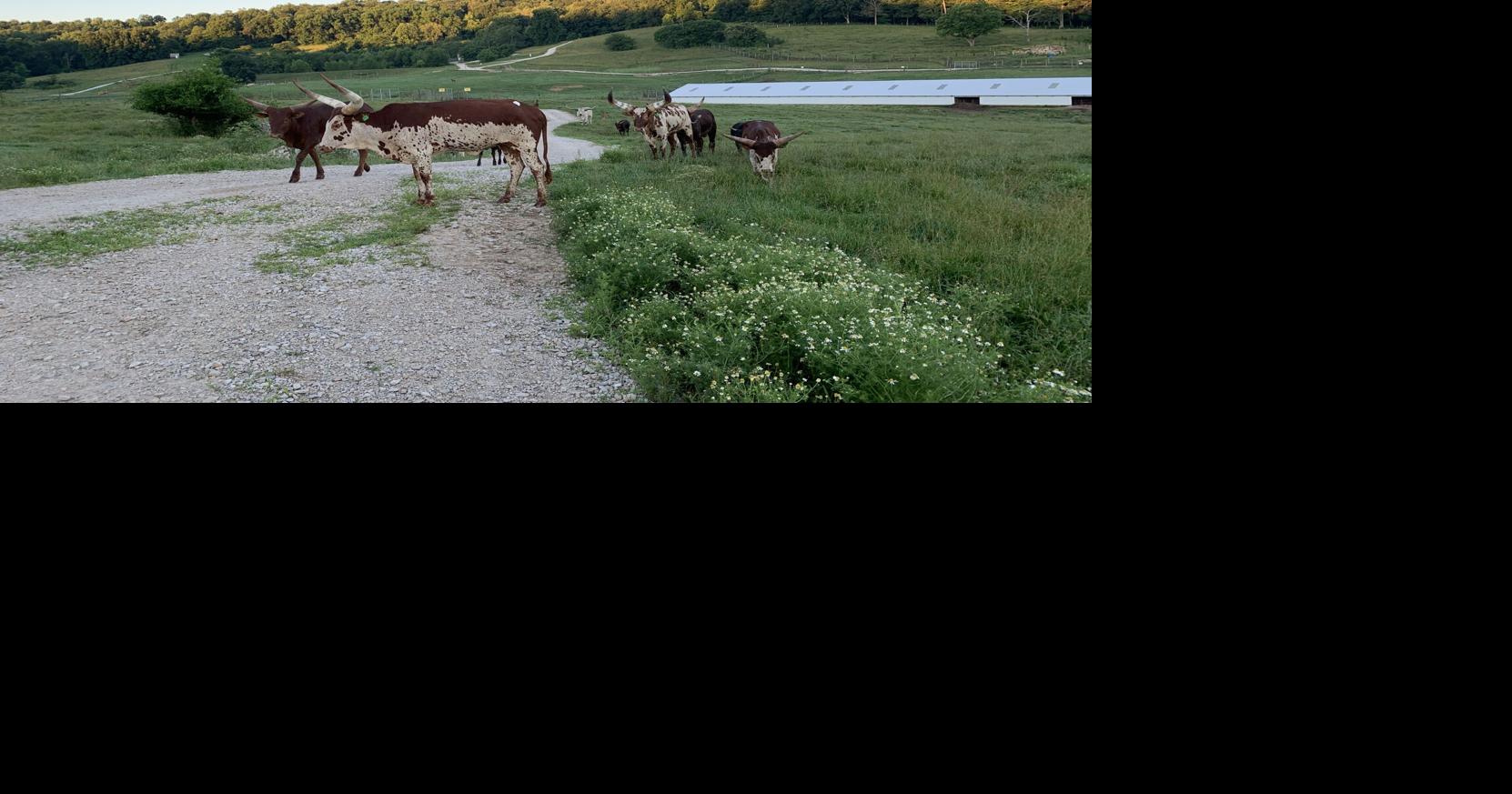IMAGES | Wilstem Wildlife Park in Paoli | | wdrb.com