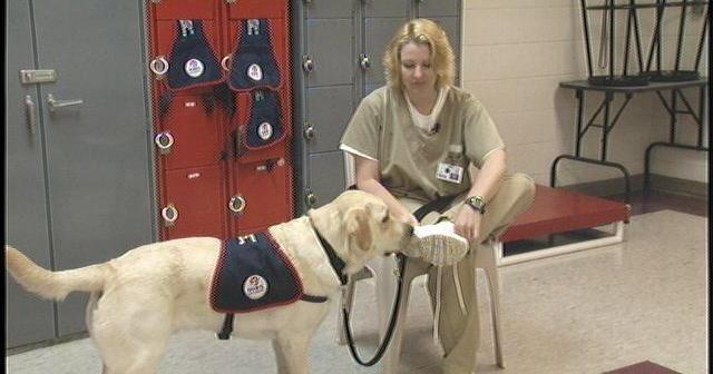 Swap Gigs with Sterling Riggs: PAWS with Purpose Trainer | Local News ...