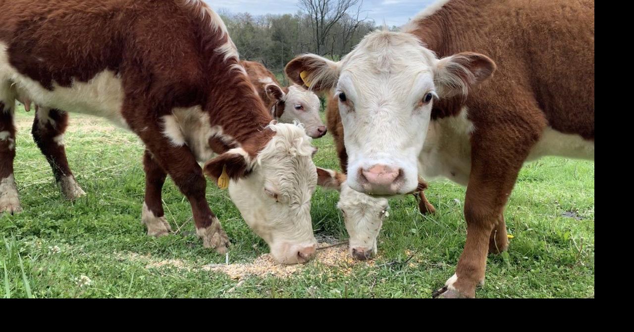 2 cases of 'potentially dangerous' disease found in Kentucky cattle ...