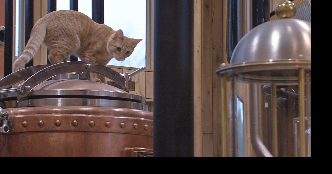 A look side the spirited lives of distillery cats | News from WDRB ...