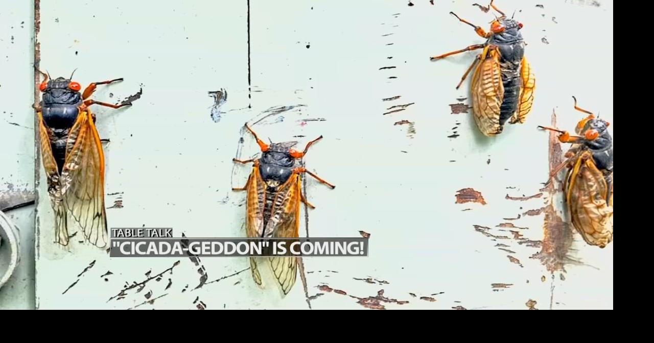 "Cicada-geddon" is coming | | wdrb.com