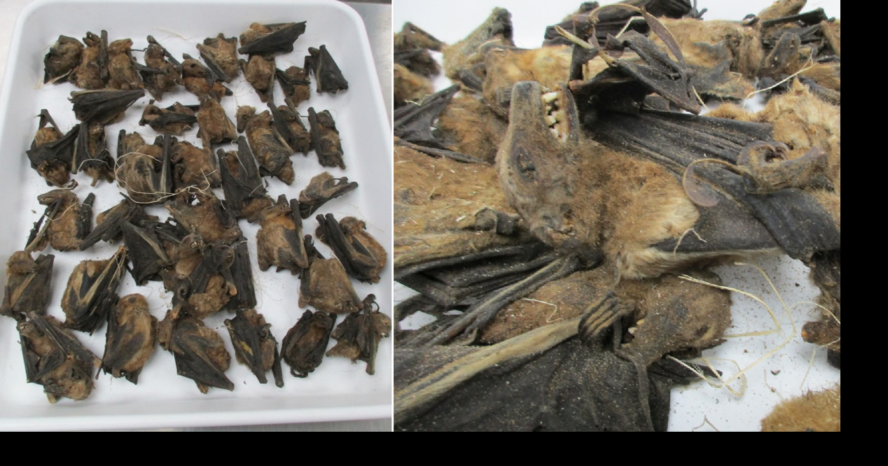 82 dead bats, birds found in shipment stopped in Louisville | Local ...