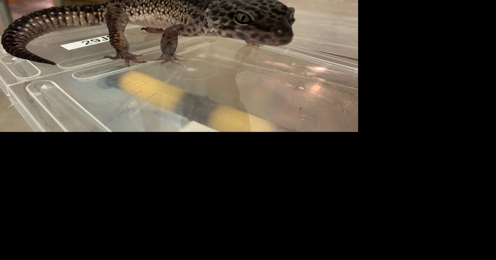 Indiana Reptile Breeders Expo features many exotic animals | Morning ...