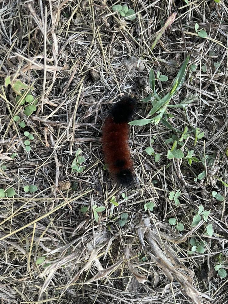 WOOLLY WORMS! What Do They Indicate For The Upcoming Winter Season ...