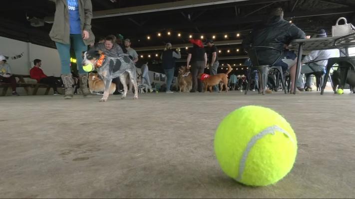 Club K9 Dog Park & Bar holds 'Doggie Derby' in Louisville | Local News ...