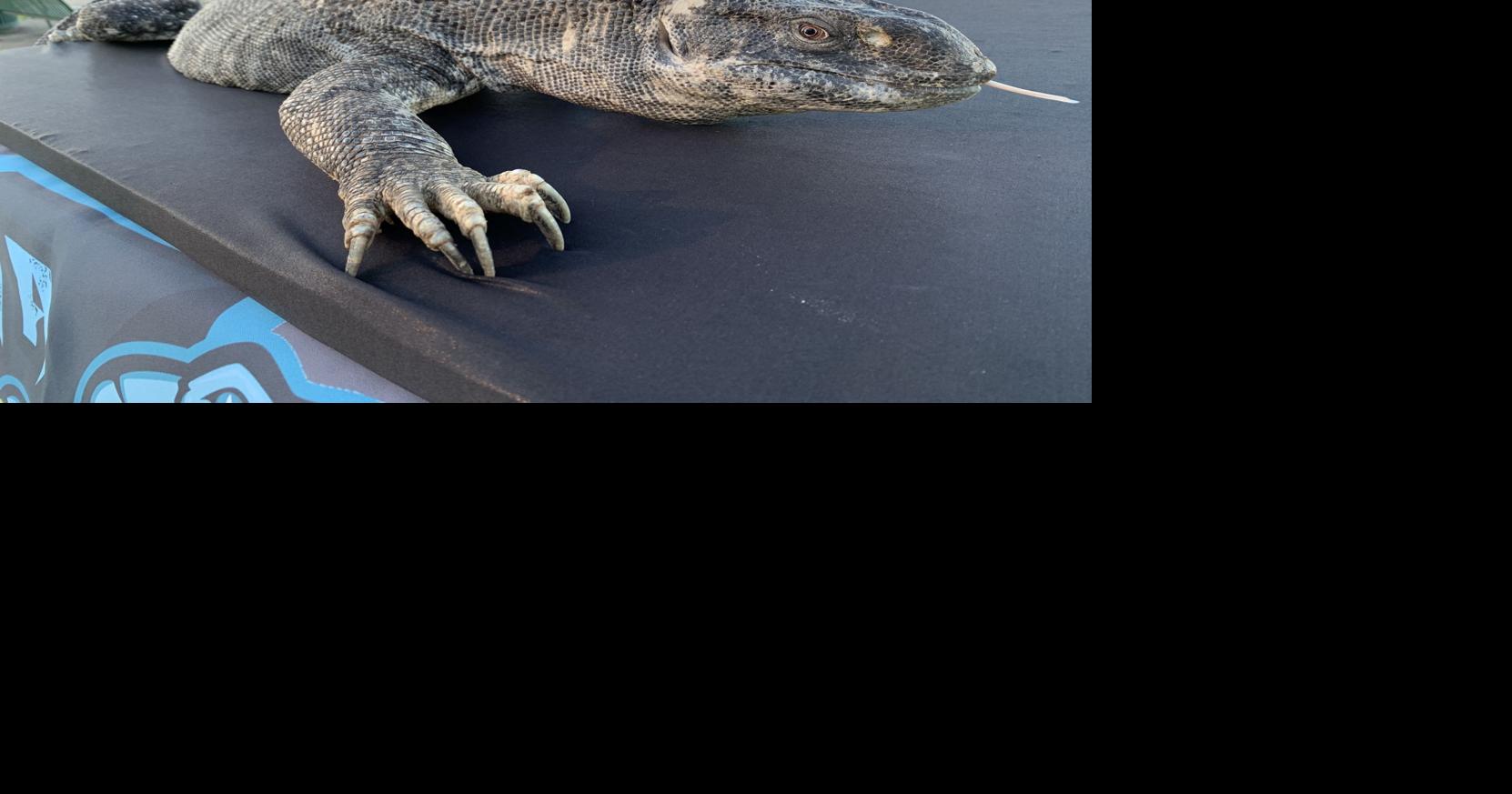 IMAGES | Indiana Reptile Breeders Expo features lizards, frogs and ...