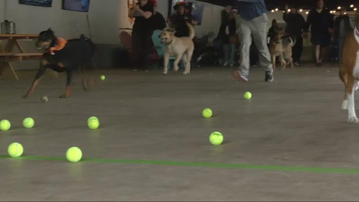 Club K9 Dog Park & Bar holds 'Doggie Derby' in Louisville | Local News ...