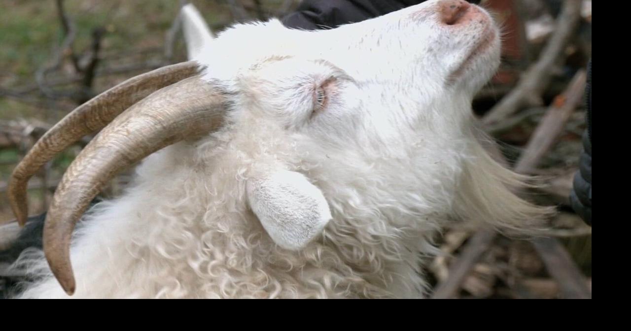 After miniature horse controversy, goat owners face same Louisville law ...