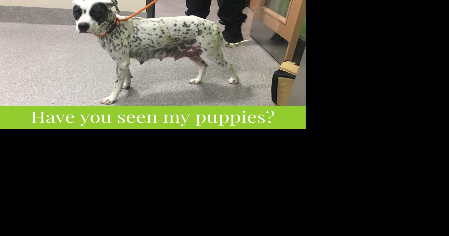 LMAS asking for public's help to reunite dog with puppies | | wdrb.com