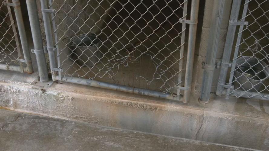 'It's not a safe situation' | Oldham County Animal Control describes ...