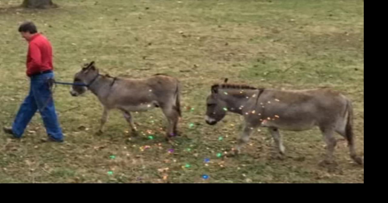 2 donkeys found mauled to death in southeast Louisville | News from ...