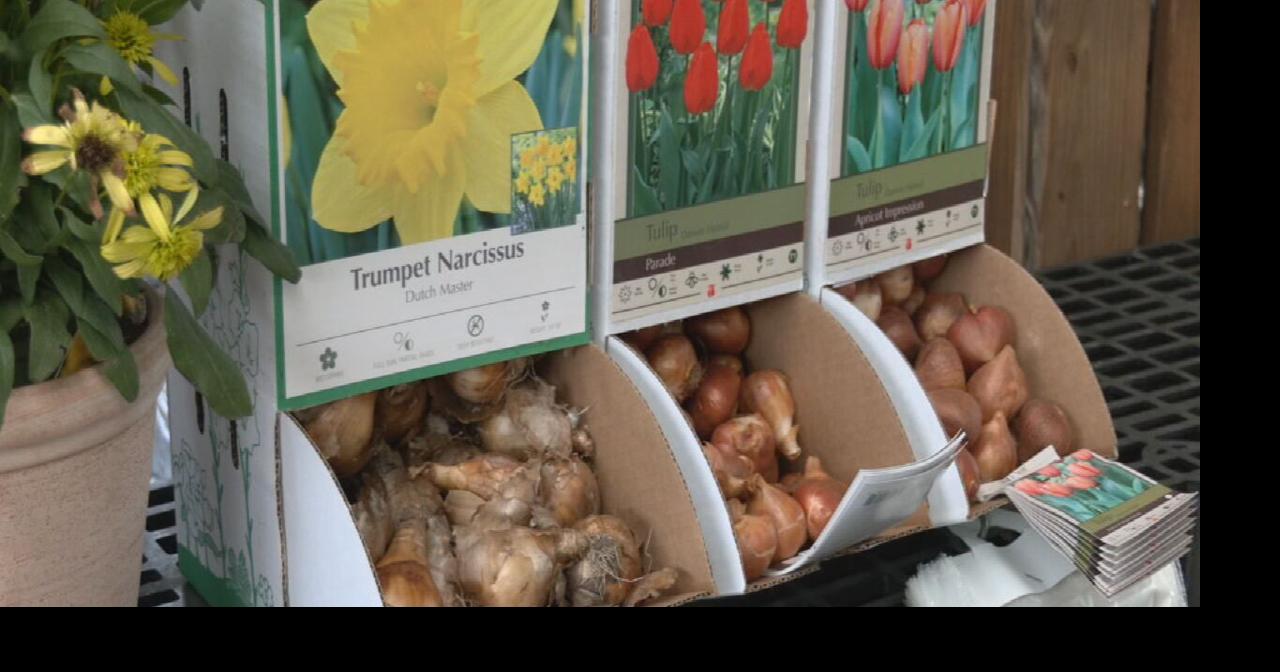 Start getting your bulbs ready now to enjoy spring blooms | Morning ...