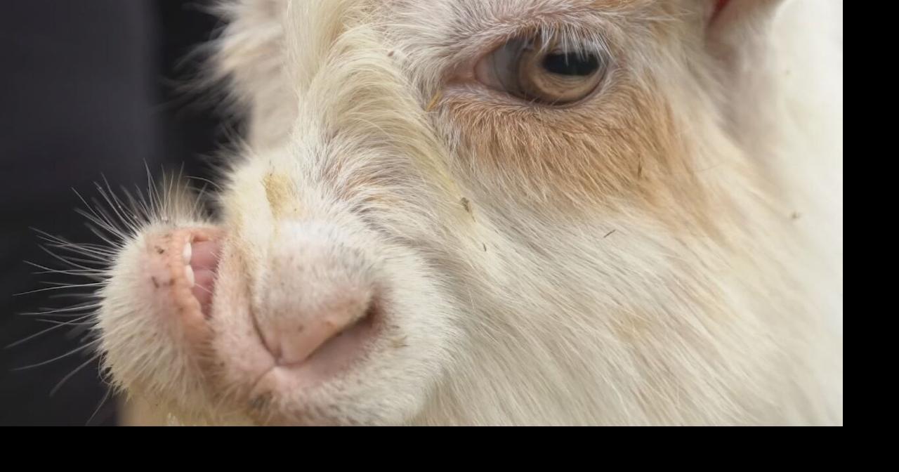 Ollie the one-eyed goat celebrating 1st birthday at Louisville's Tribe ...