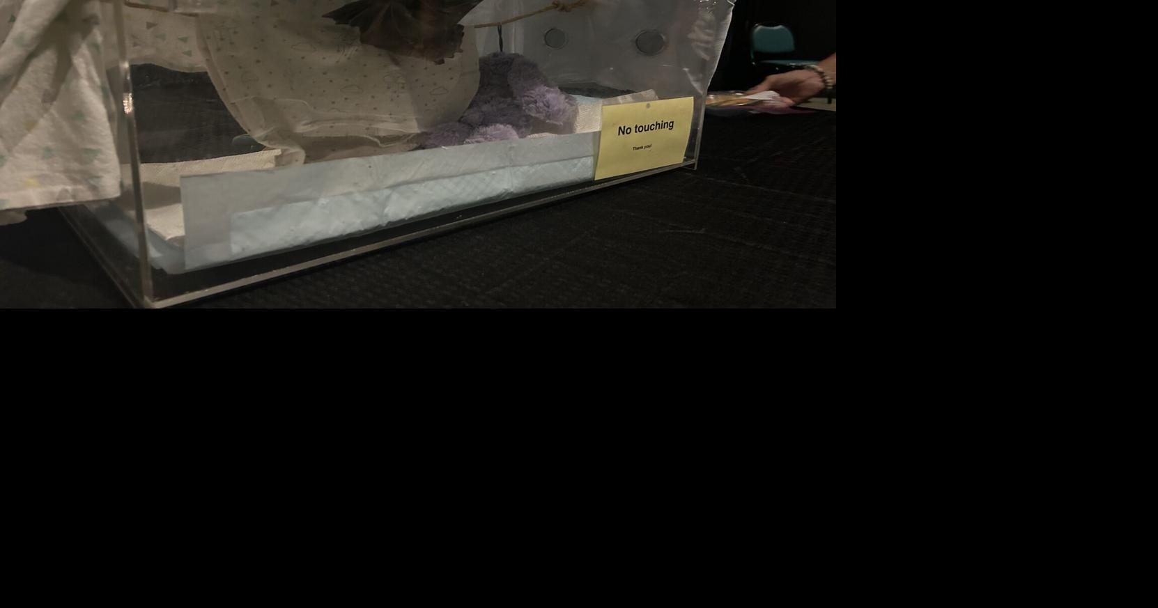 Second Chance Wildlife Center hosts bat festival at Louisville Slugger ...