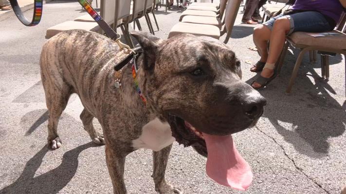 Ethan the dog honored with 'Kentucky Humane Hero' banner in downtown ...