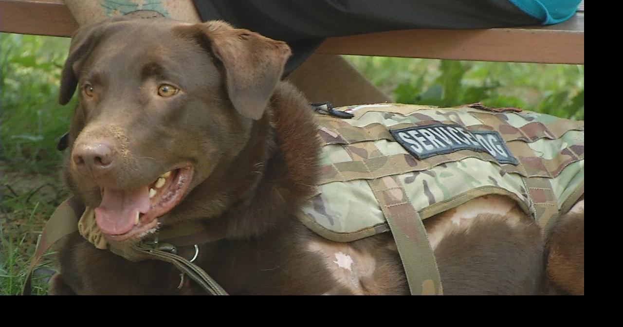 Robley Rex VA hospital will train staff to identify fake service ...