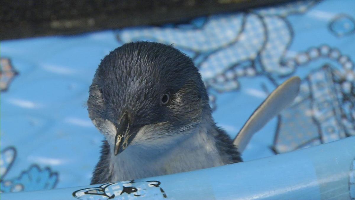 IMAGES | Four baby penguins hatch at Louisville Zoo | Community | wdrb.com