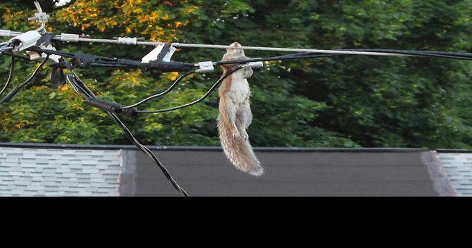 Neighborhood in NY gets power company's attention with photos of ...