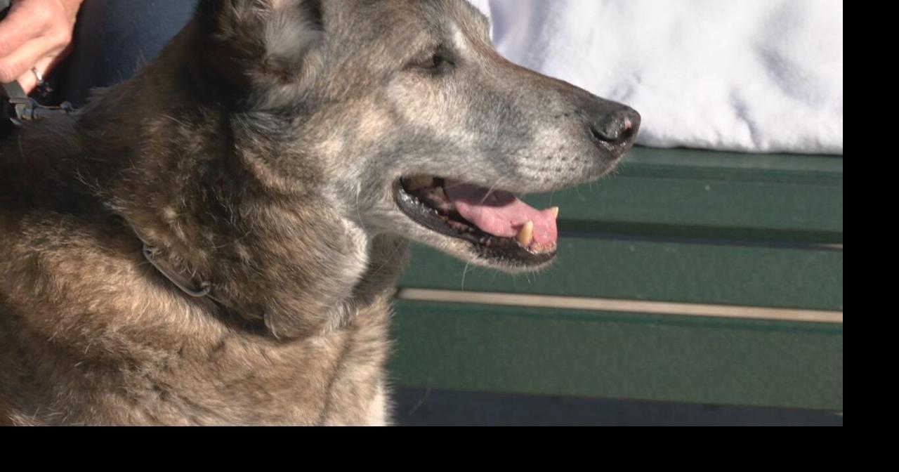 17-year-old retired LMPD K9 living life to the fullest | Local News ...