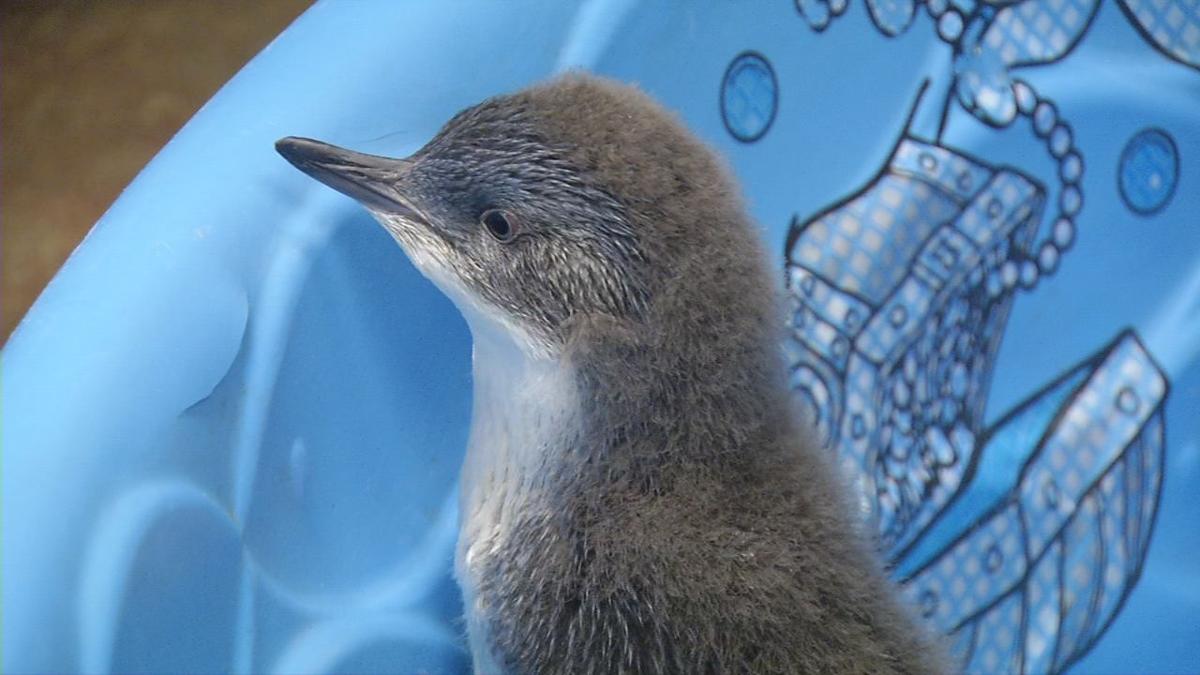 IMAGES | Four baby penguins hatch at Louisville Zoo | Community | wdrb.com