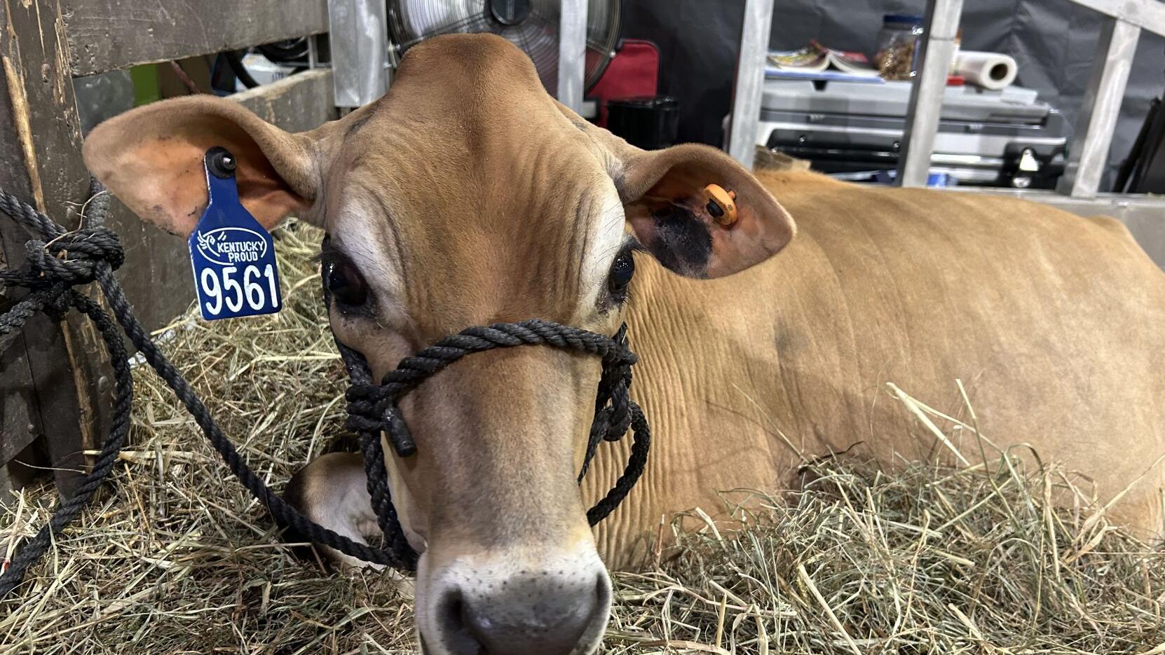 Guide to the 2025 Kentucky State Fair: Music, Thrill Rides, Food, and ...