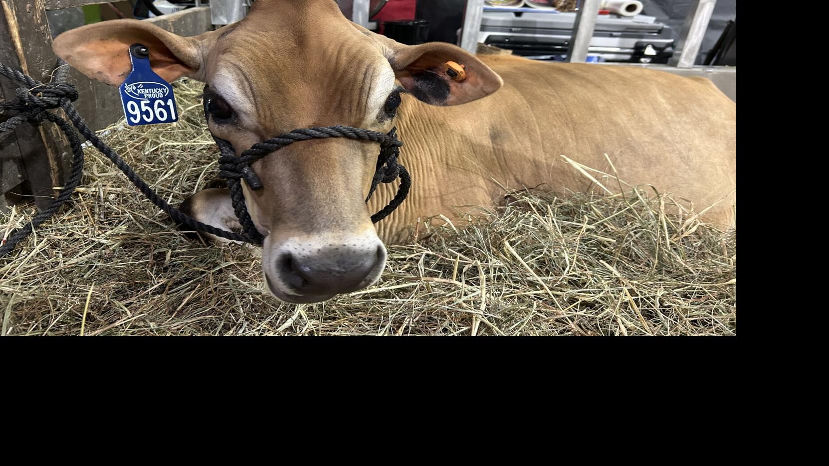 Guide to the 2025 Kentucky State Fair: Music, Thrill Rides, Food, and ...