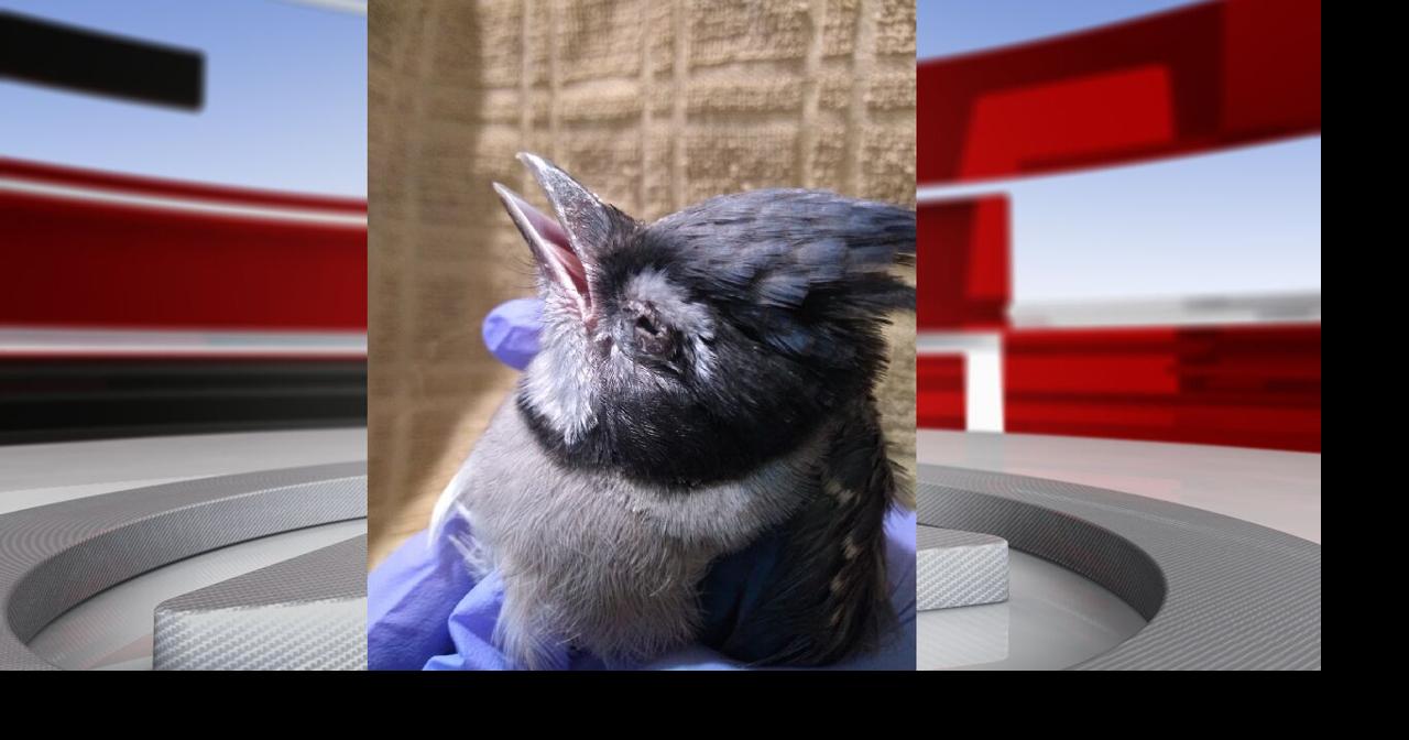 Scientists with the Smithsonian researching cause of mysterious bird ...