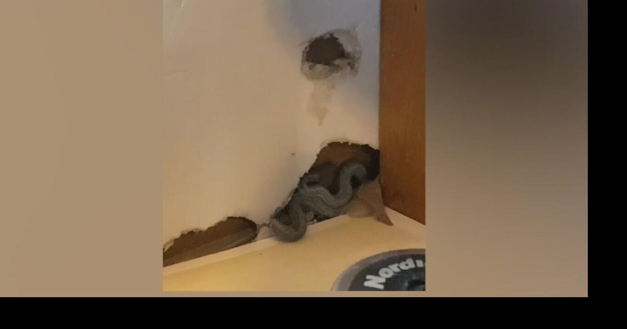 Colorado woman finds walls infested with snakes after buying new home ...